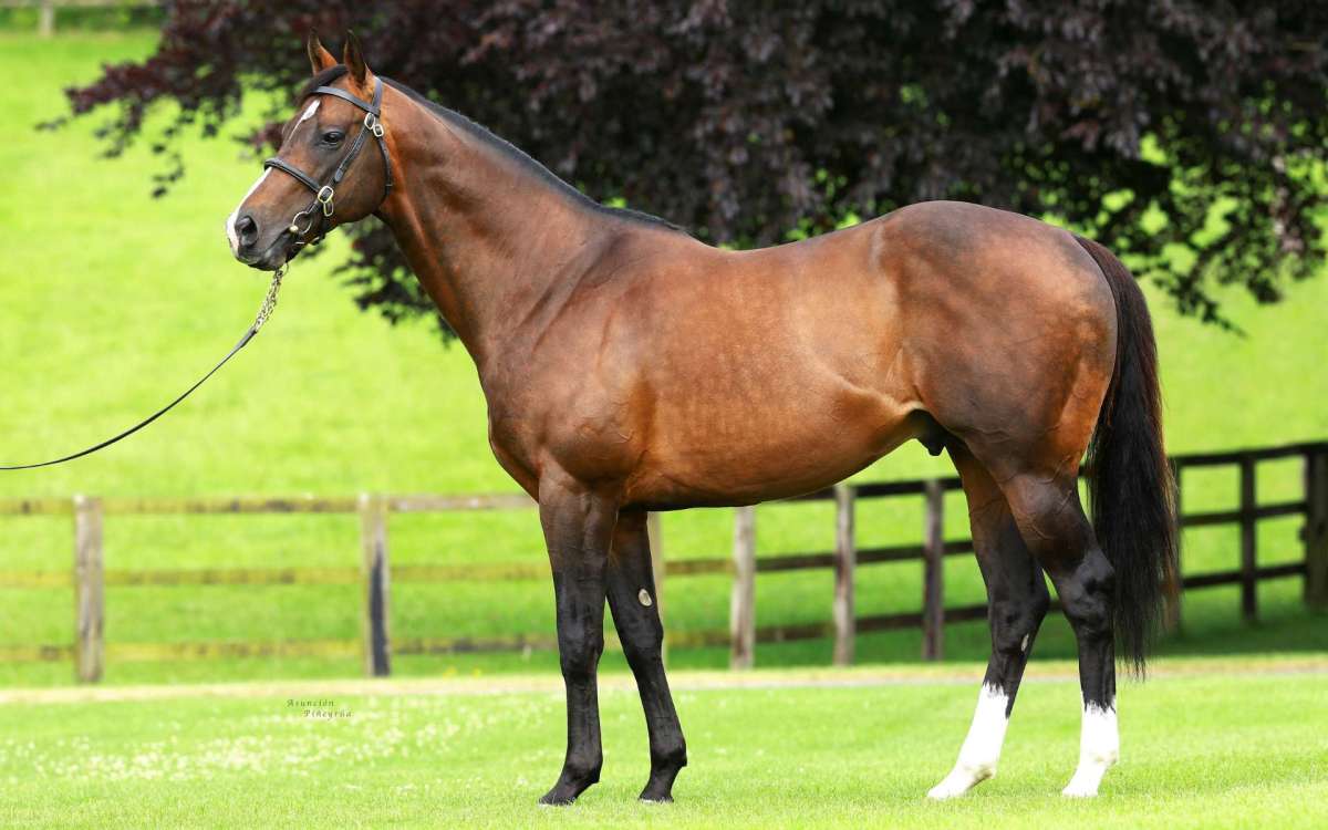 Pej – Bay – Lószíngenetika