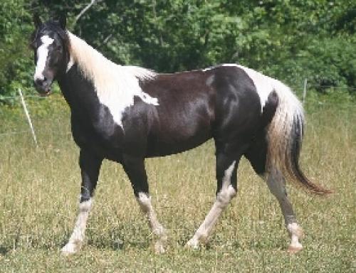 Frame overo – Lószíngenetika