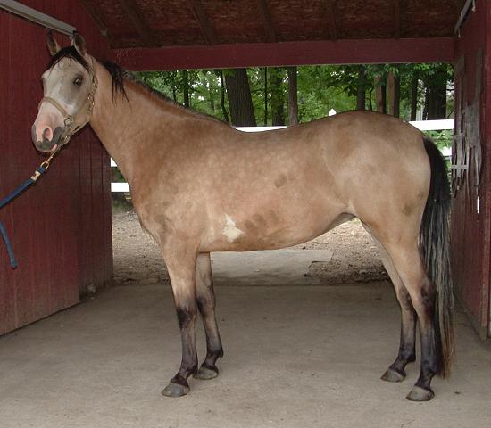 Frame overo – Lószíngenetika