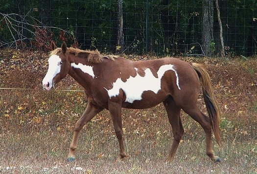 Frame overo – Lószíngenetika